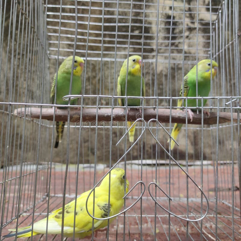 There is four budgies bird stock photo. Image of budgie - 272744202