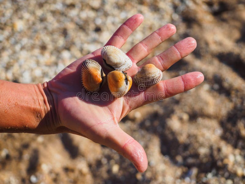 In Her Hand are Four Living Shells Stock Image - Image of cape, england ...