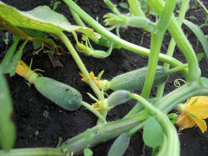 Cucumbers stock image. Image of cucumber, healthy, fruit - 103319263