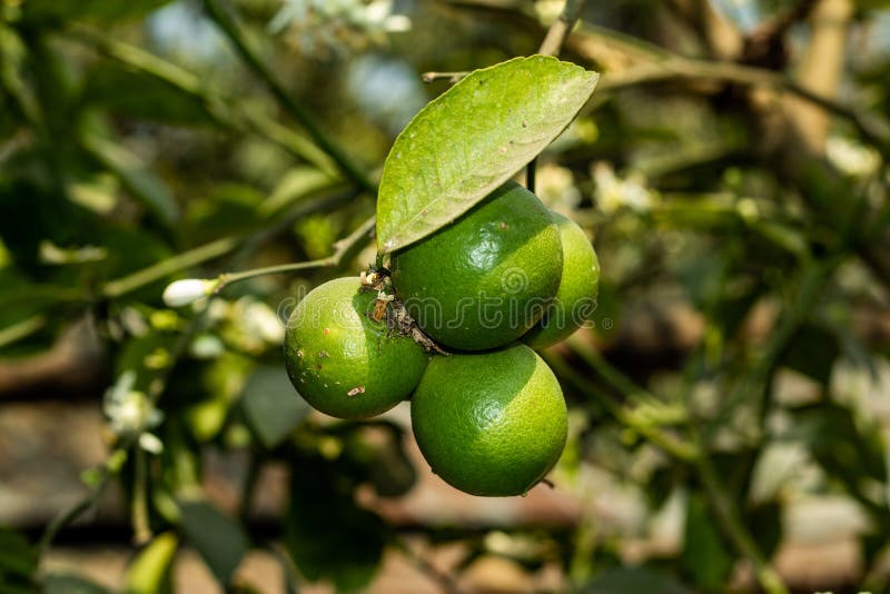 There are Green Malt Grown in the Backyard and Three Fruit Trees Stock ...