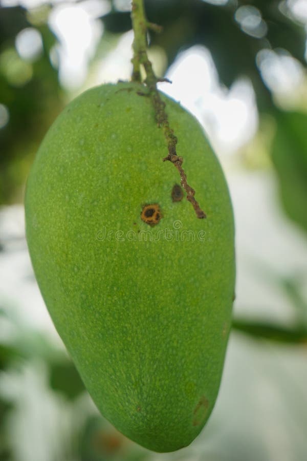 There is a Green Mango Hanging from a Tree with a Bug on it Stock Image ...