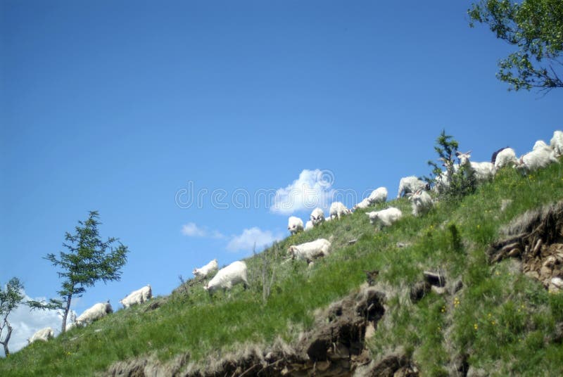 There are Groups of White Goats Grazing on the Hillside Stock Image ...
