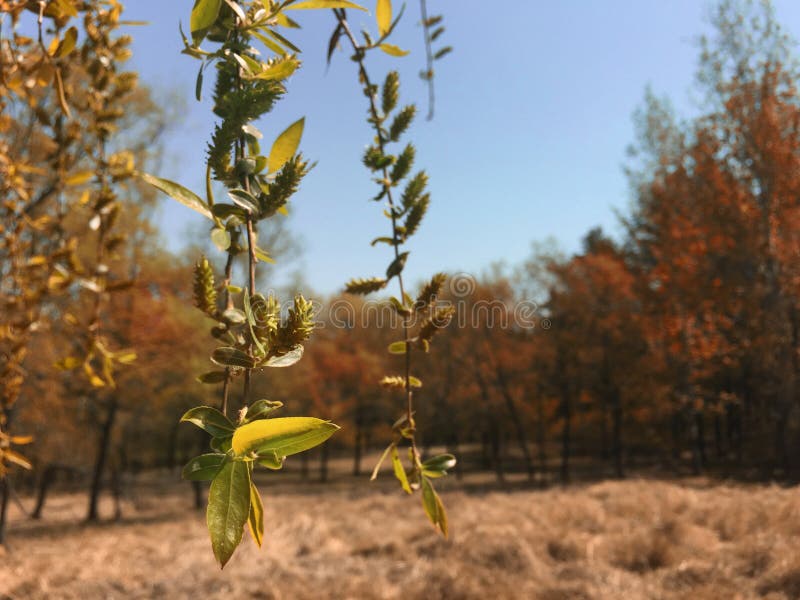 Willow Tree Hanging in Spring Stock Photo - Image of green, grazing ...
