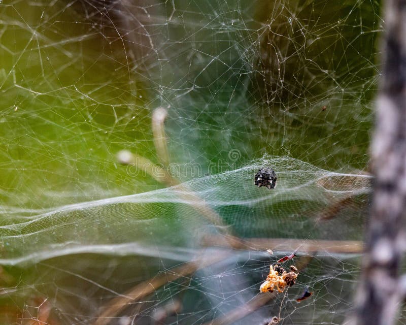Spider World Web. Some Spider Home Stock Image - Image of argiope ...