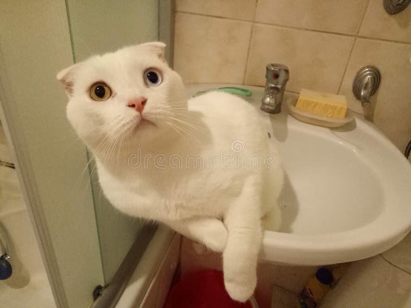 3 Hungry CAts stock image. Image of meow, hungry, white - 141770687