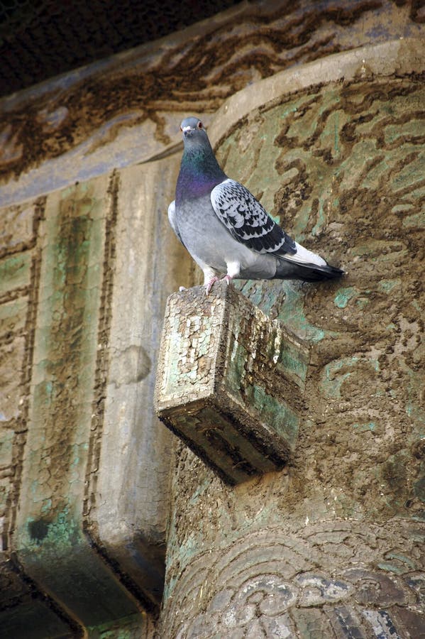 There Ia a Pigeon Stands on a Stone Pillar Stock Photo - Image of ...