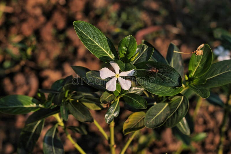 There is an Insect Sitting on the Leaves of a White Periwinkle Flower ...