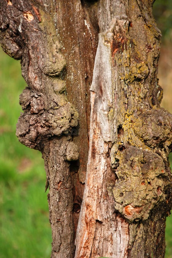 Knobby trunk of tree stock image. Image of grey, highsize - 305364003