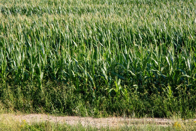 There is a Large Corn Field Featuring a Dirt Path Winding through it ...