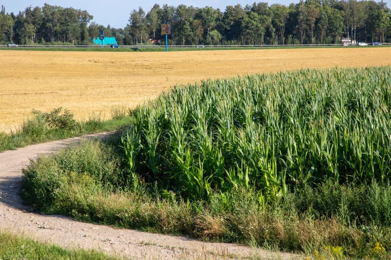 There is a Large Corn Field Featuring a Dirt Path Winding through it ...