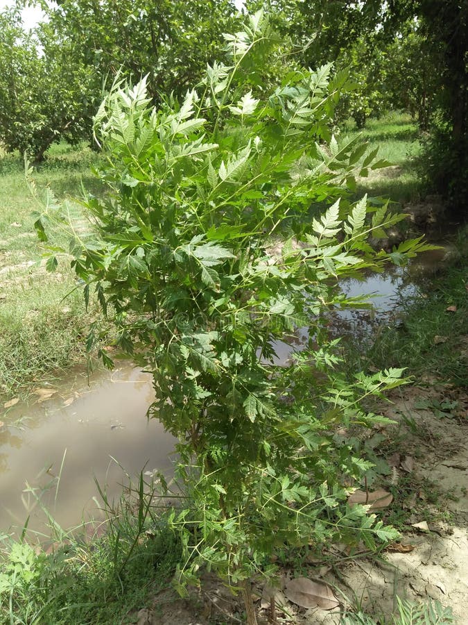 Neem Plantation Stock Photos - Free & Royalty-Free Stock Photos from ...