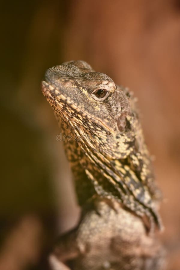 There is a Lizard that Has it S Head Tilted Down Stock Photo - Image of ...