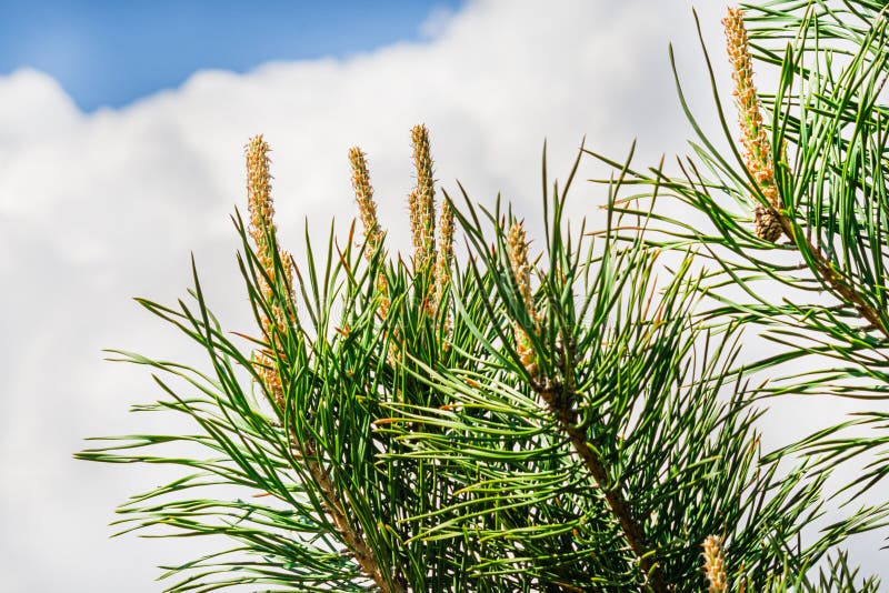 There are Long Buds on a Pine Branch. Buds Appear on the Pine Tree in ...