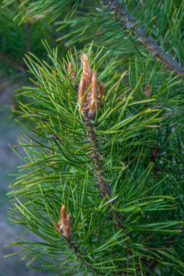 There are Long Buds on a Pine Branch. Buds Appear on the Pine Tree in ...