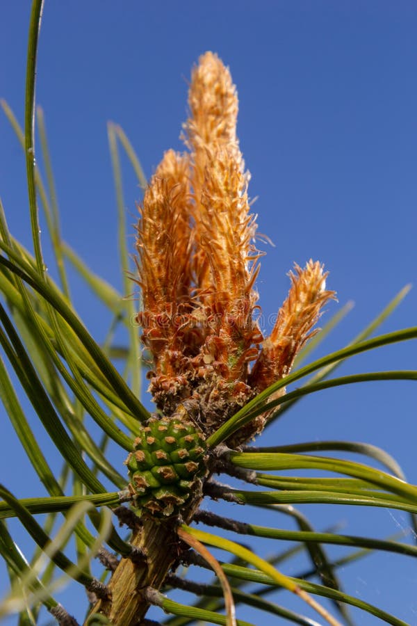 There are Long Buds on a Pine Branch. Buds Appear on the Pine Tree in ...