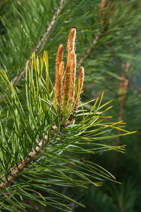 There are Long Buds on a Pine Branch. Buds Appear on the Pine Tree in ...