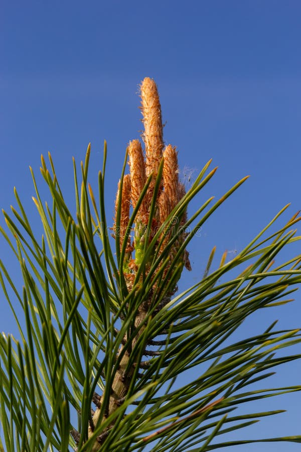 There are Long Buds on a Pine Branch. Buds Appear on the Pine Tree in ...