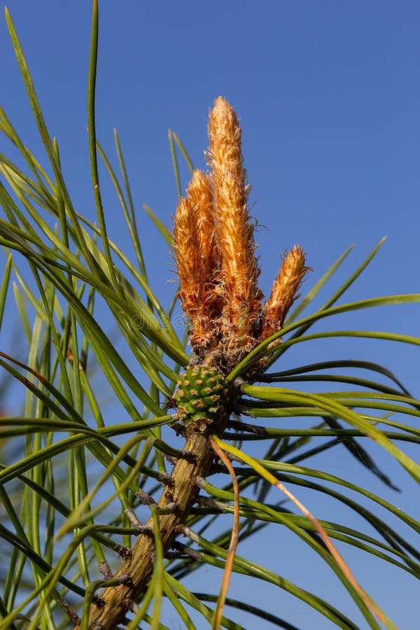 There are Long Buds on a Pine Branch. Buds Appear on the Pine Tree in ...
