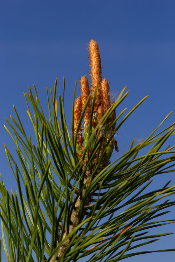 There are Long Buds on a Pine Branch. Buds Appear on the Pine Tree in ...