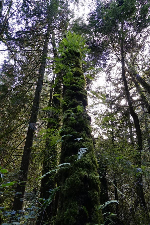 Dead Trees in Forest in Seattle Area Stock Image - Image of area ...