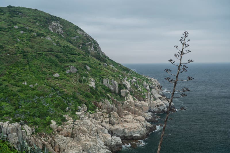 There are a Lot of Trees Growing on the Side of this Cliff Stock Photo ...