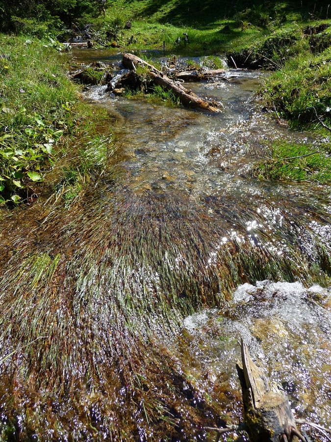 Aquatic plants in a stream stock photo. Image of creek - 307040476