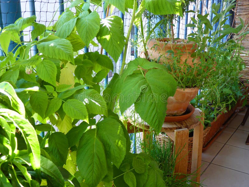 A gree balcony stock photo. Image of raspberry, plants - 142836728