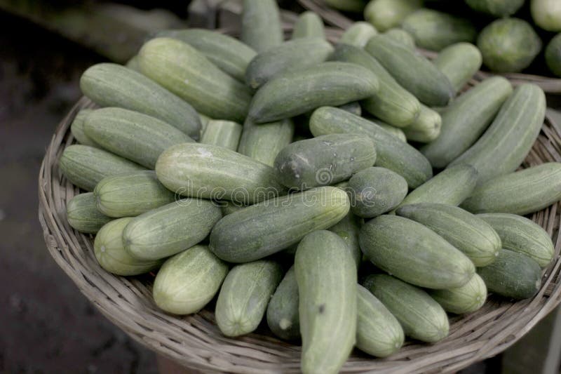 There are Many Big Cucumber on a Pot Stock Image - Image of dish ...