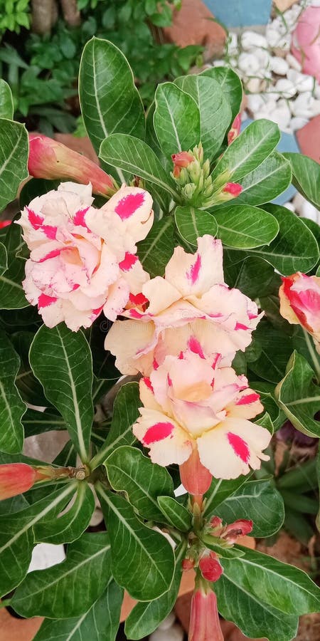 There is Many Colours in Flower Stock Photo - Image of amazing, flow ...