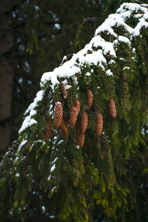 There are Many Cones Growing on the Tree Stock Photo - Image of nature ...