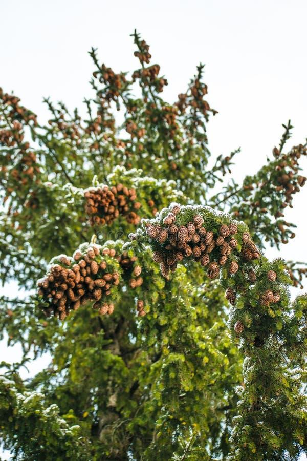 There are Many Cones Growing on the Tree Stock Image - Image of green ...