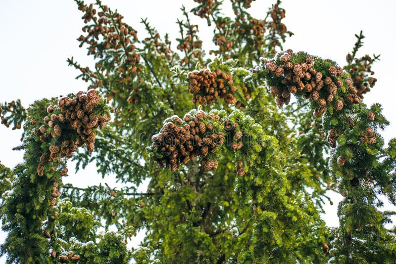 There are Many Cones Growing on the Tree Stock Image - Image of nuts ...