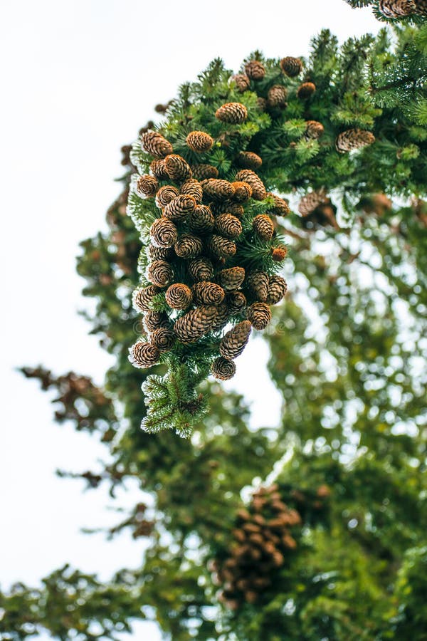 There are Many Cones Growing on the Tree Stock Photo - Image of eating ...