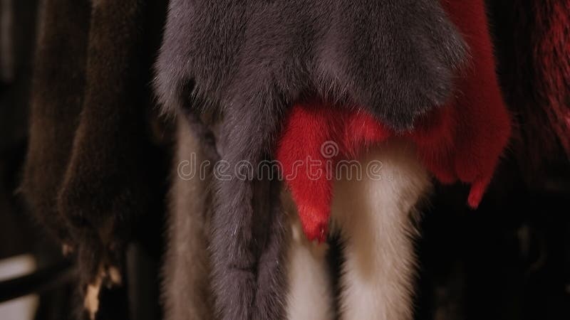 There are Many Different Samples of Natural Fur in the Fur Store. Stock ...