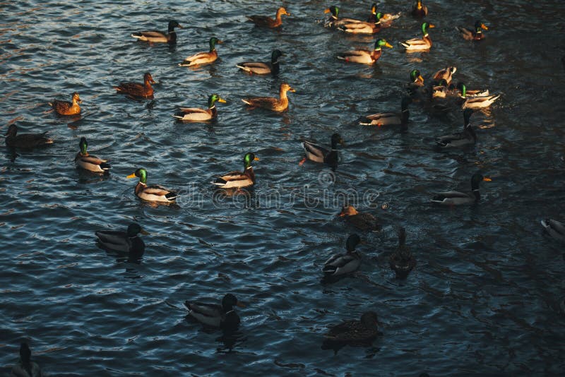 There are Many Ducks Swimming in the Lake Stock Image - Image of yellow ...