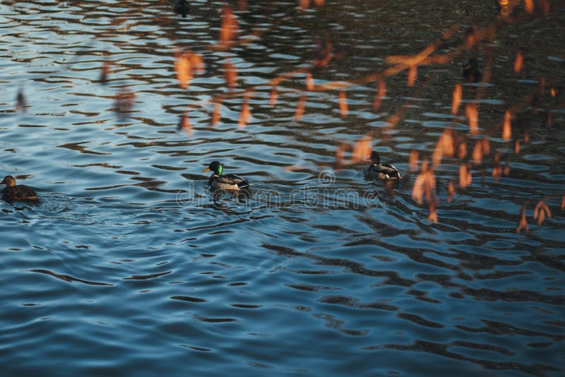 There are Many Ducks Swimming in the Lake Stock Photo - Image of pond ...