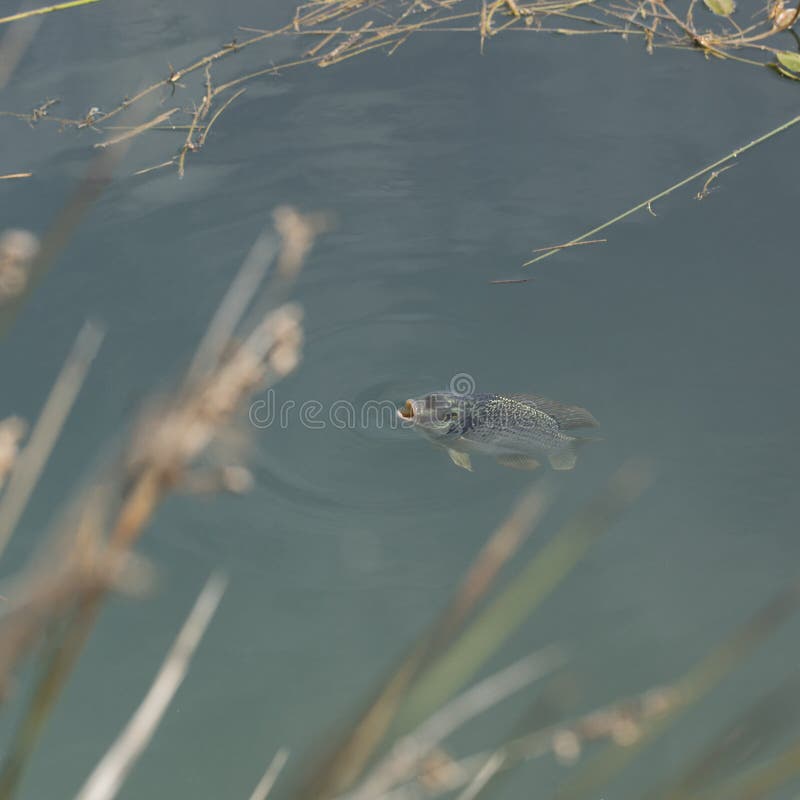 There are Many Fish in the Pond Stock Photo - Image of garden, pond ...