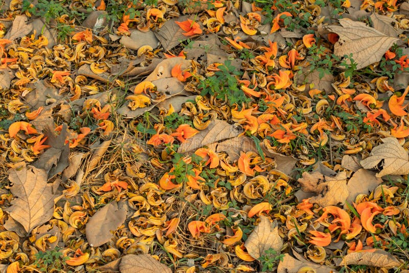 126 Palash Tree Dry Stock Photos - Free & Royalty-Free Stock Photos ...