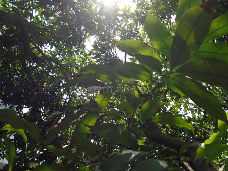 Forest stock image. Image of lifes, leave, forest - 115953975