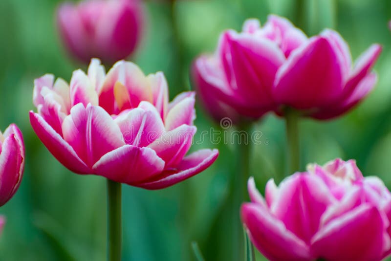 There are Many Magenta and White Tulips in the Spring Garden. Stock ...