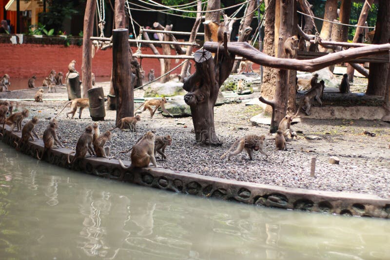 There are so Many Monkeys in the Zoo Stock Image - Image of nature ...