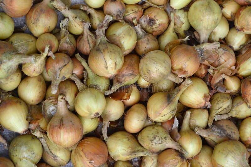 There are Many Onions on the Table Stock Image - Image of ripe, cuisine ...