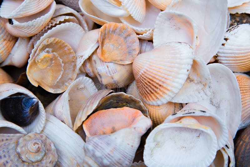 There are Many Shells of Different Shapes and Sizes in Close-up. Stock ...