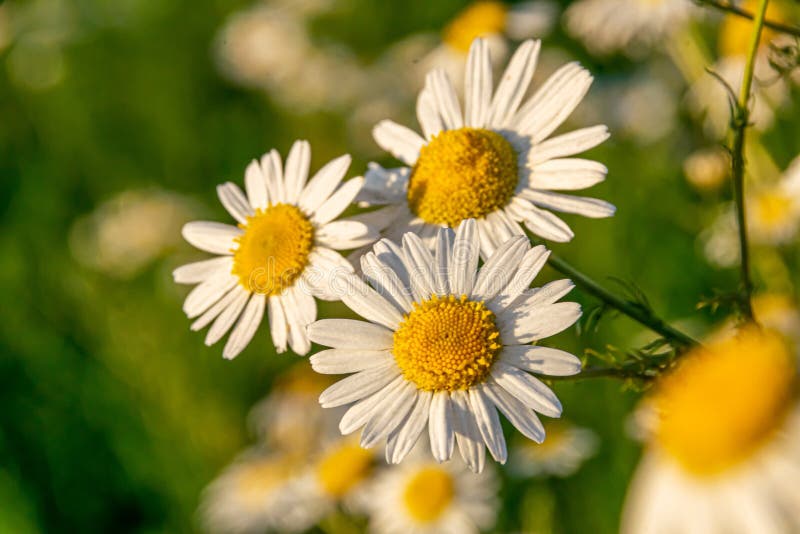 There are Many Small Daisy Flowers on the Field Stock Image - Image of ...
