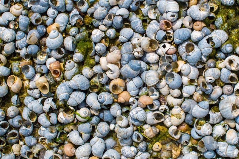 There are Many Small Empty Shells on the Shore. Empty Shells Stock ...