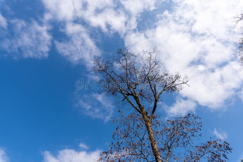 There are Many Strange Looking Trees in the Wild Stock Image - Image of ...