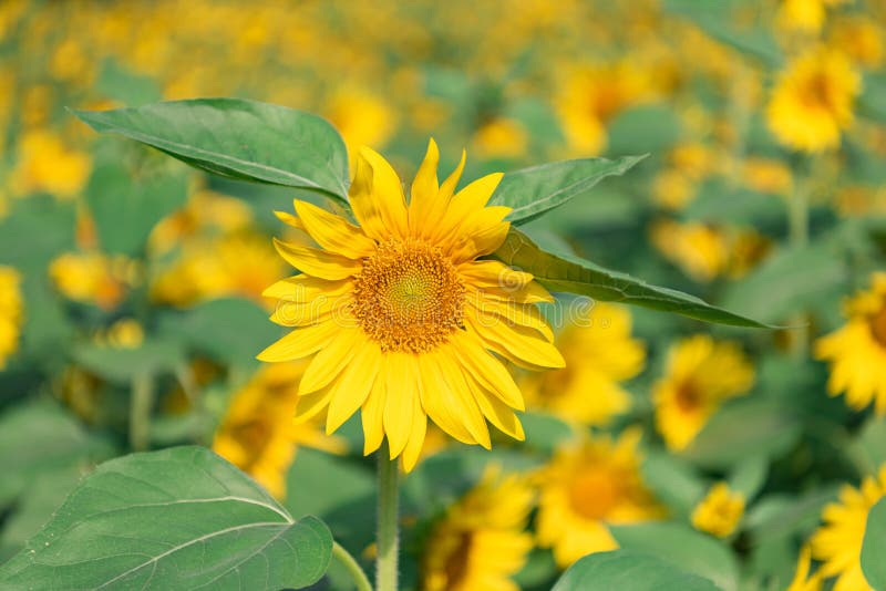 There are Many Sunflowers in the Fields Stock Image - Image of field ...