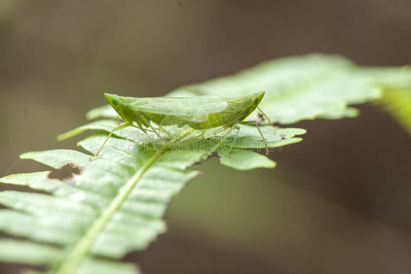 Beautiful Insect on Nature stock image. Image of forest - 220736395