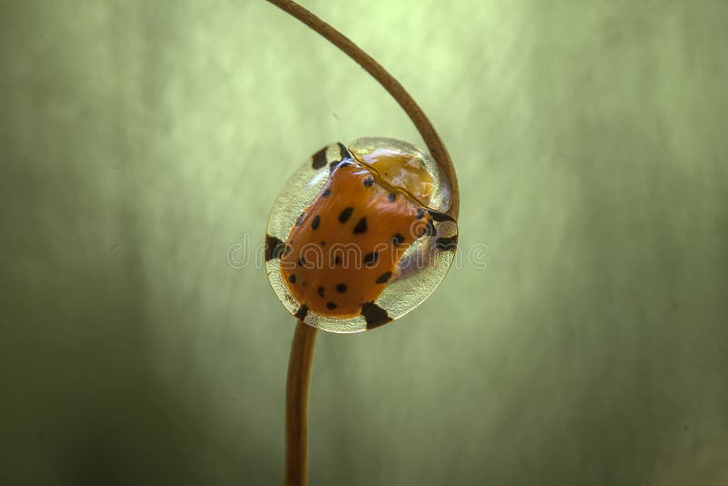 Beautiful Insect on Nature stock photo. Image of animals - 220741652