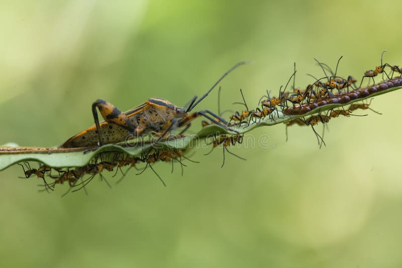 Beautiful Insect on Nature stock photo. Image of longhornedspider ...